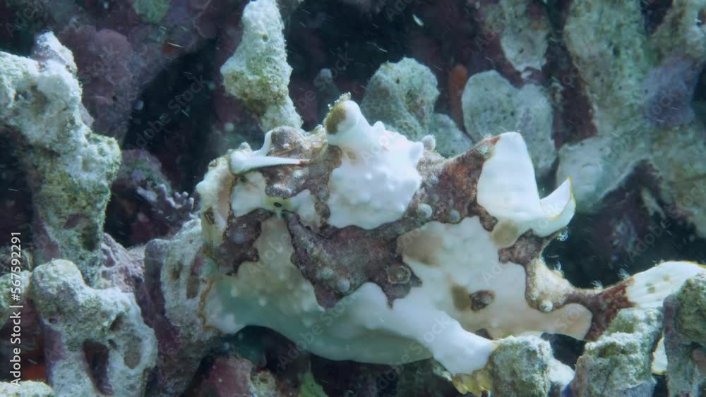 A red frogfish or anglerfish is floating underwater looking for food ...