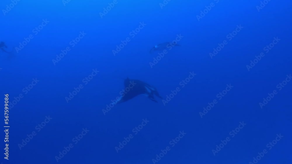 Gigantic Black Oceanic Manta fish floating on a background of blue ...