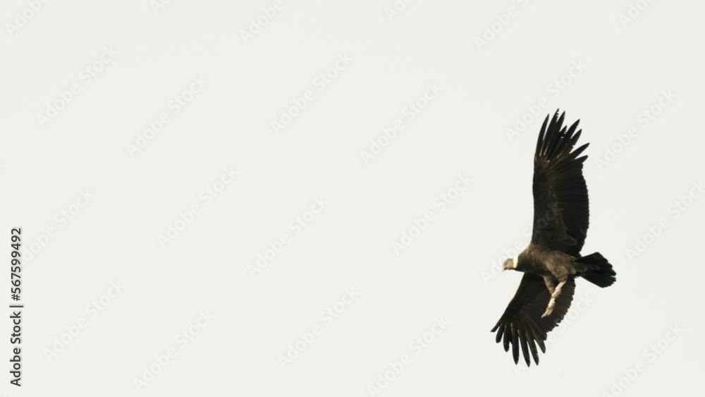 Adult andean condor in flight showing its huge wingspan. Slow motion ...