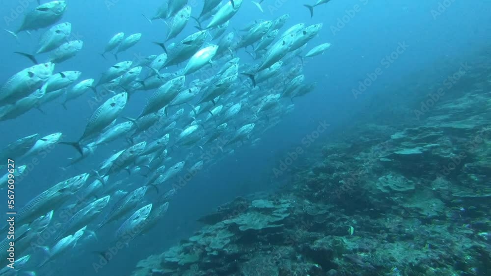 School of tuna tunny fish on the blue background of the sea under water ...