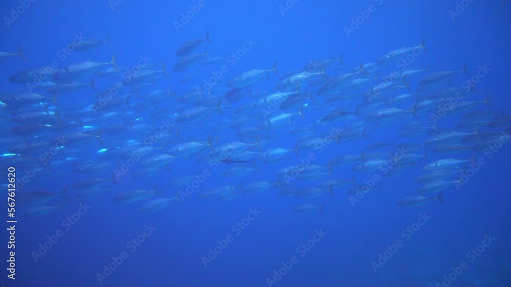 School of tuna tunny fish on the blue background of the sea under water ...