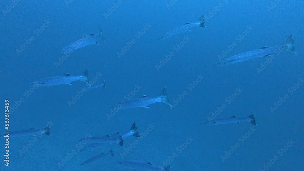 School of tuna tunny fish on the blue background of the sea under water ...