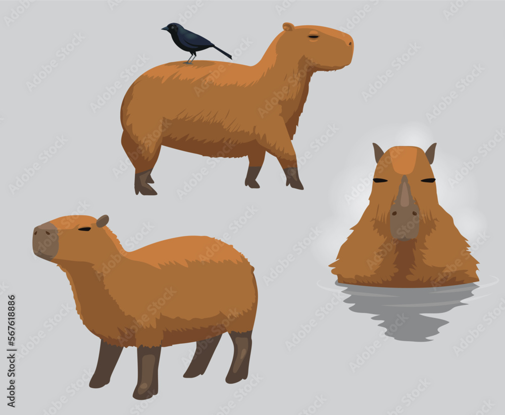 Capybara Cute Cartoon Poses Vector Illustration Set 3 Stock Vector ...