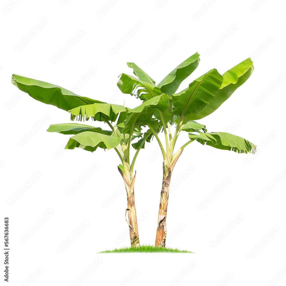 Green banana tree isolated on transparent background with clipping path ...