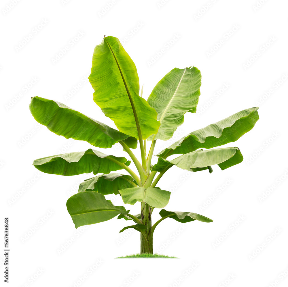 Green banana tree isolated on transparent background with clipping path ...