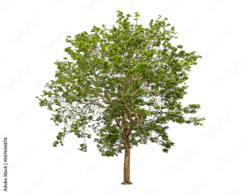 Green bamboo tree isolated on transparent background with clipping path ...