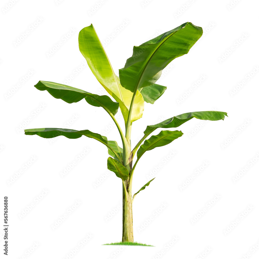 Green banana tree isolated on transparent background with clipping path ...