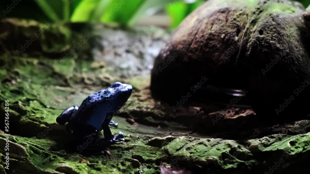 Azureus Dendrobates Tinctotius Blue Poison Dart Frog. Exotic amphibians ...