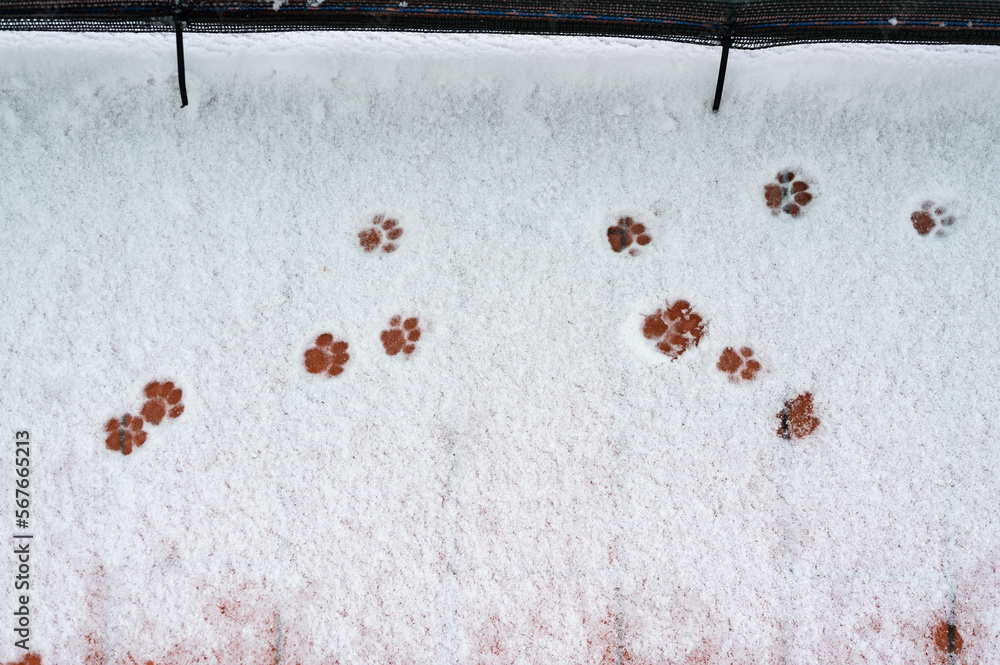 Foto de Cat footprints in shallow fresh snow, table top view, copy ...
