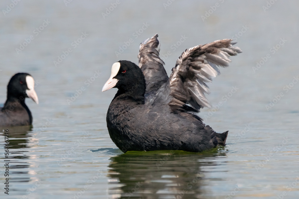 Eurasian coot Fulica atra swimming on water with open wings. Cute ...