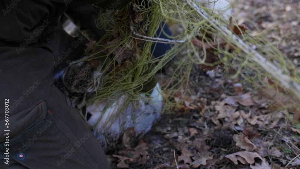 Unleashing the animal from the trap nets. Wild hare caught in a trap ...