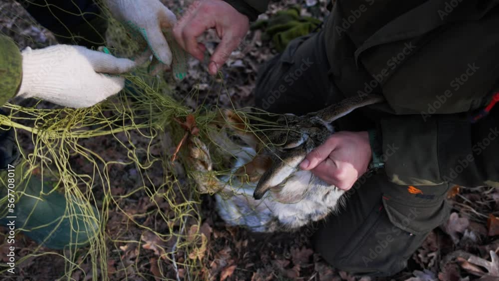 Unleashing the animal from the trap nets. Wild hare caught in a trap ...