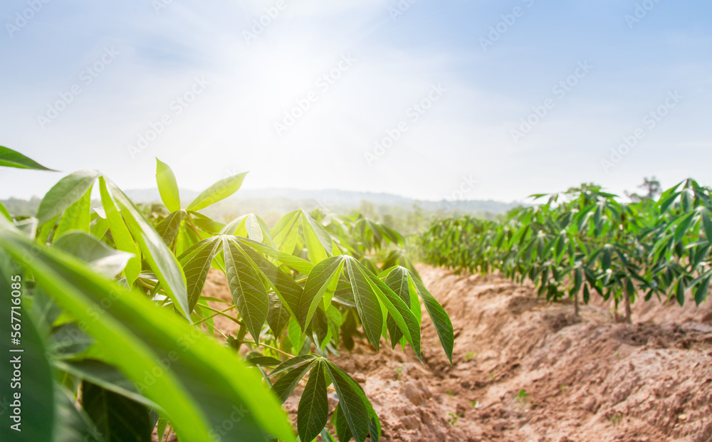 row of cassava tree in field. Growing cassava, young shoots growing ...