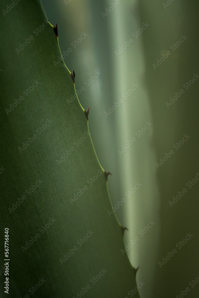 Macro of green agave plant Stock Photo | Adobe Stock