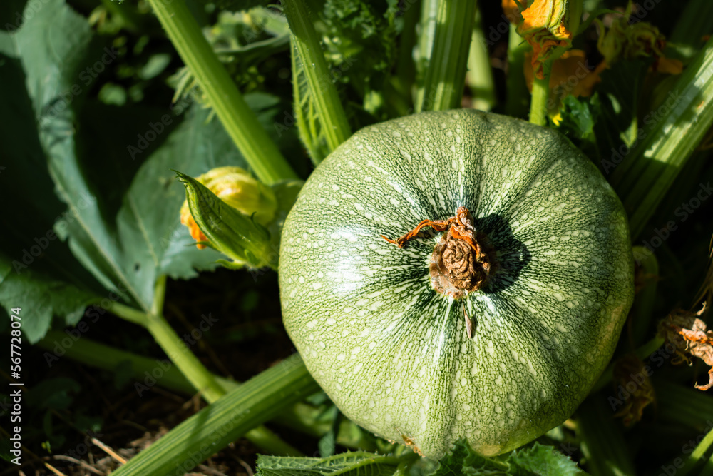 Round zucchini from Nice in eco garden, cucurbita pepo Stock Photo ...