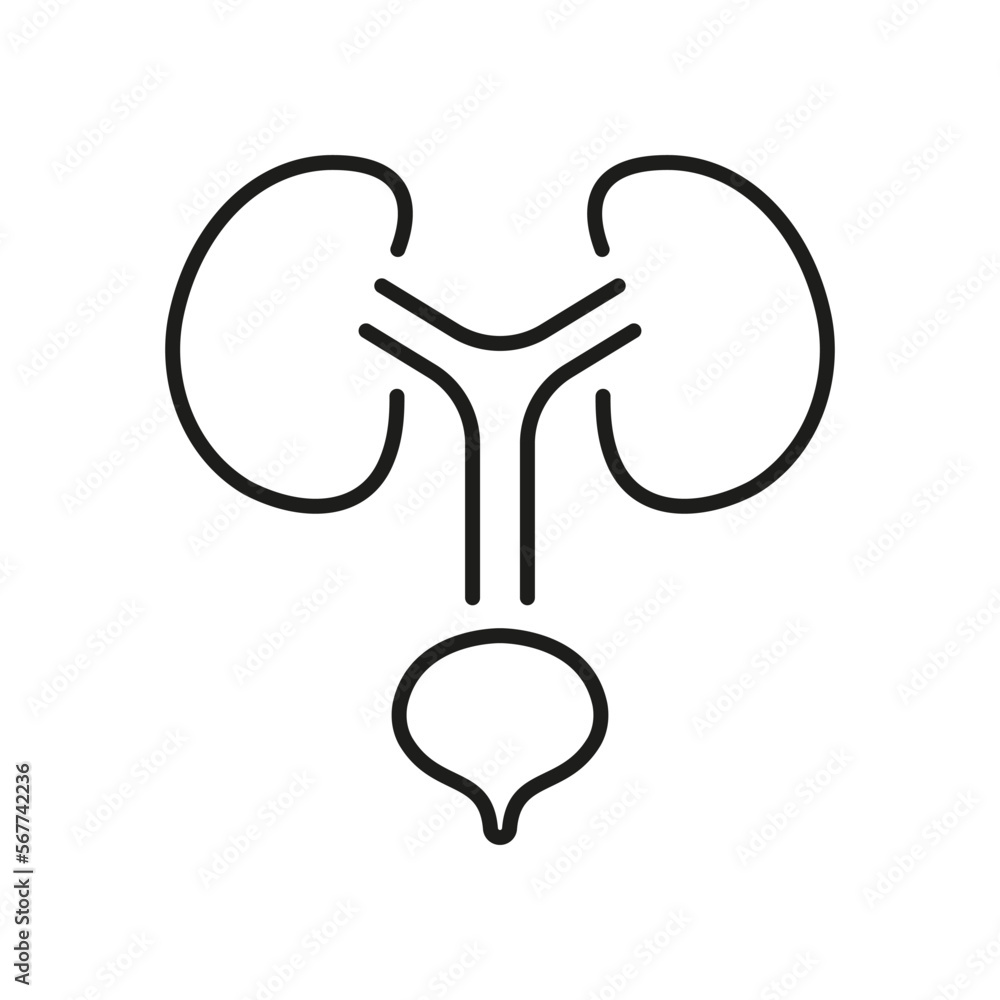 Human Urinary System Line Icon. Health Bladder and Kidney Linear ...