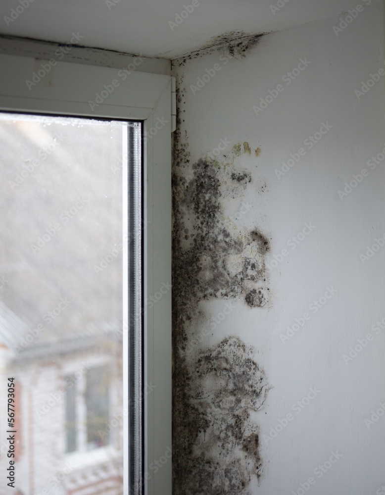 Black Mold Window Condensation