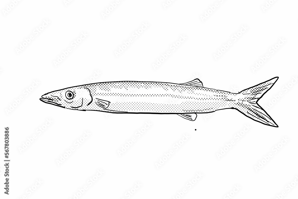 Cartoon style line drawing of a Japanese barracuda Sphyraena japonica a ...