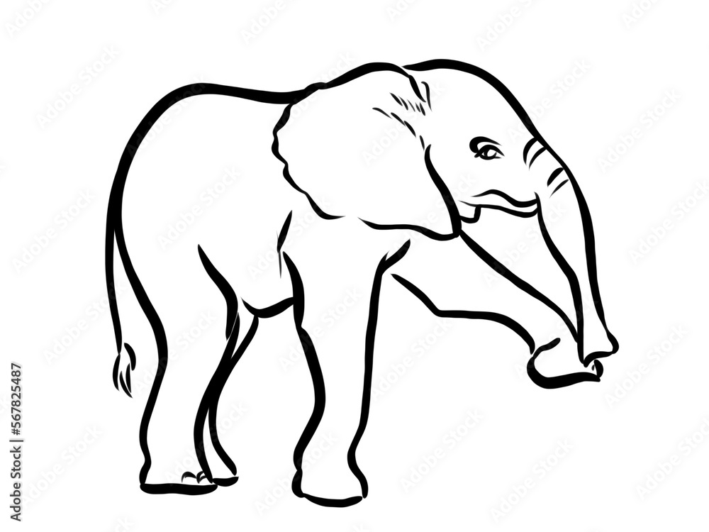 Line drawing at the zoo of baby elephant Stock Illustration | Adobe Stock