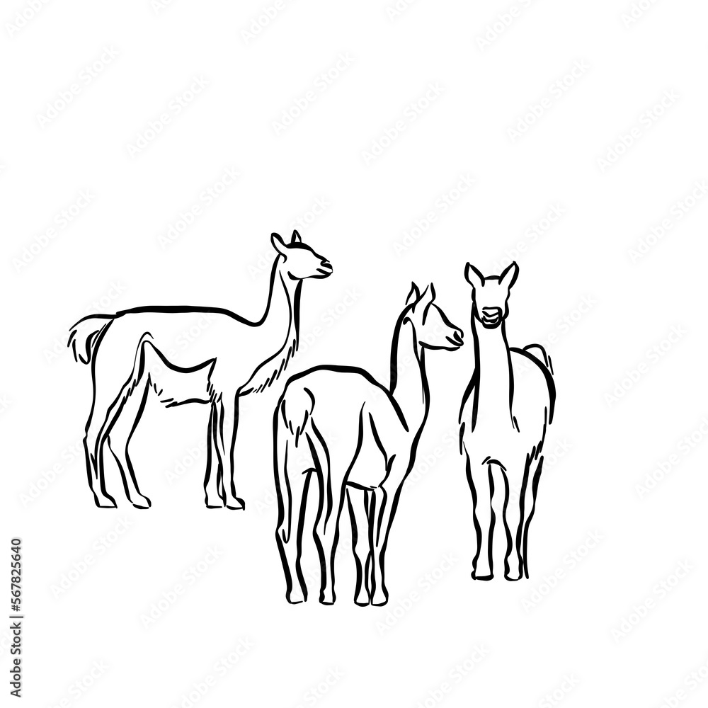 Line drawing at the zoo of Guanaco camelids in the llama family Stock ...