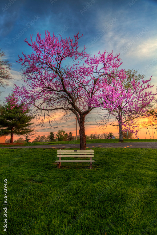 Redbud by a Park Bench under a blooming redbud tree at with beautiful ...