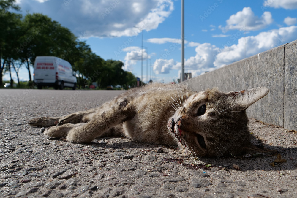 Dead cat lies on highway. Cat ran across roadway and was hit by car ...