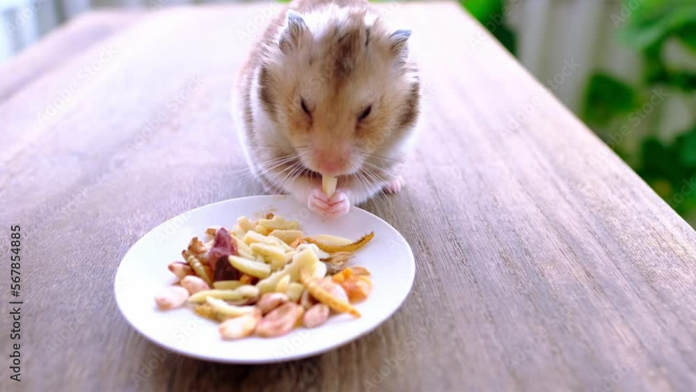 close up portrait of beautiful brown domestic cute hamster eating ...