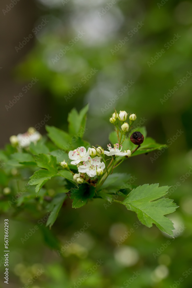 Crataegus sanguinea redhaw hawthorn white flowers and red berries on ...