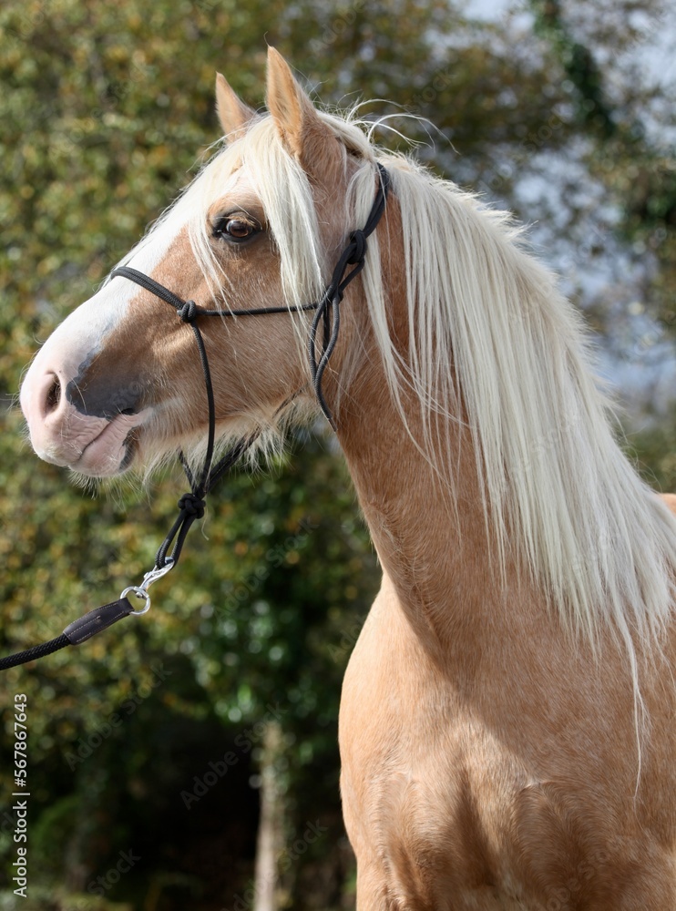 Foto de Gypsy vanner also known as the Irish Gypsy Cob. Golden palomino ...