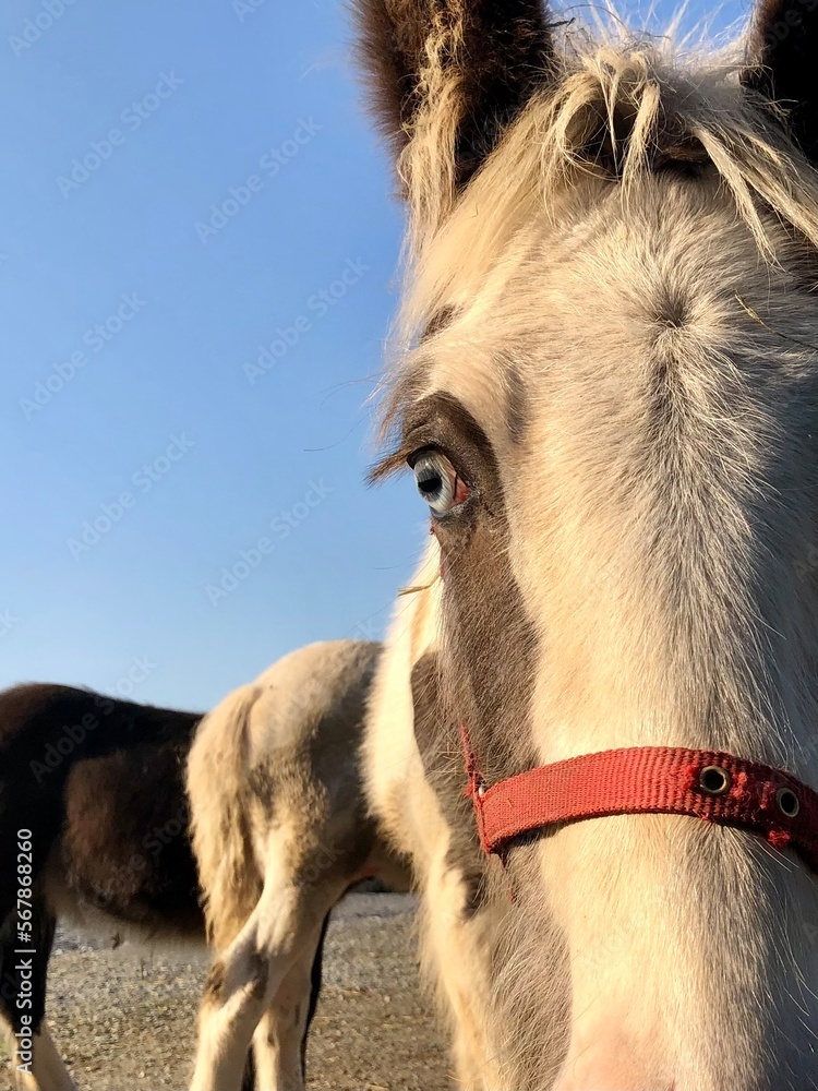 Poster Gypsy vanner also known as the Irish Gypsy Cob – Wall Art ...