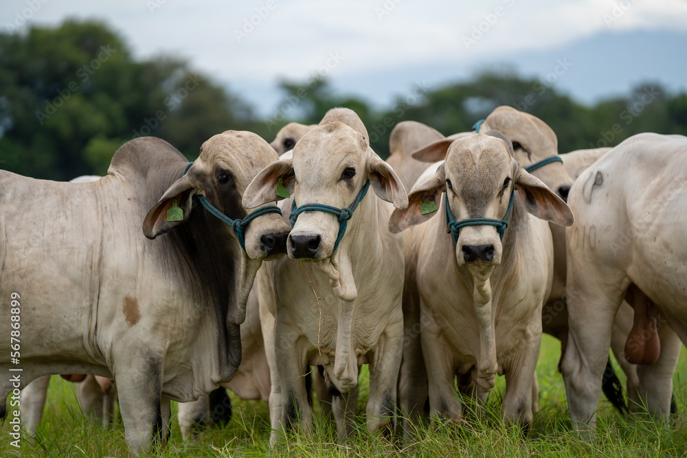Grupo de toros de la raza Brahman en una finca. Reproductores en campo ...