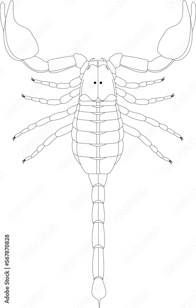 Scorpion anatomy (dorsal view). Black and white. Stock Illustration ...