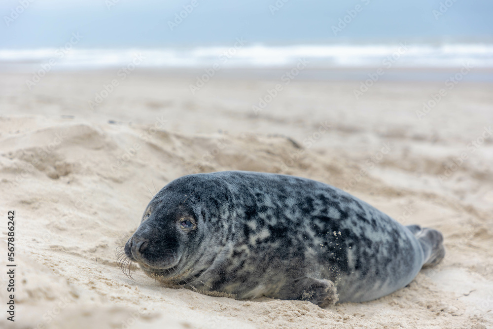 Young seal in its natural habitat sleeping on the beach and dune in ...