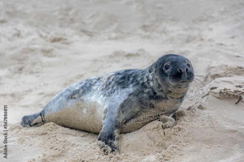 Young seal in its natural habitat laying on the beach and dune in Dutch ...