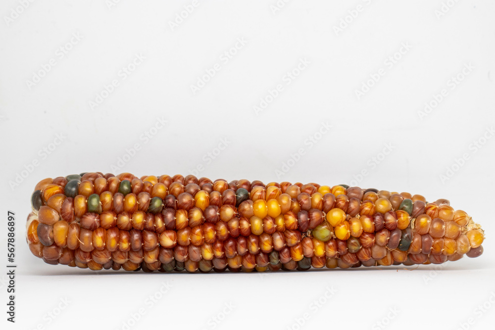 Rainbow corns are recognized for their health benefits all around the ...