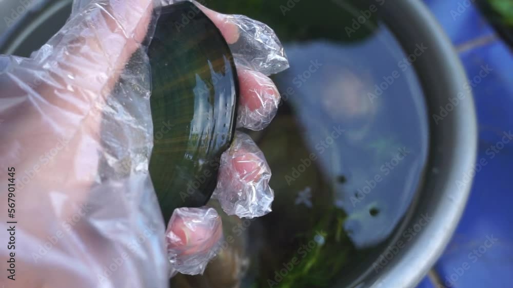 Closed up fresh clams, venus shell, shellfish, carpet clams, short ...