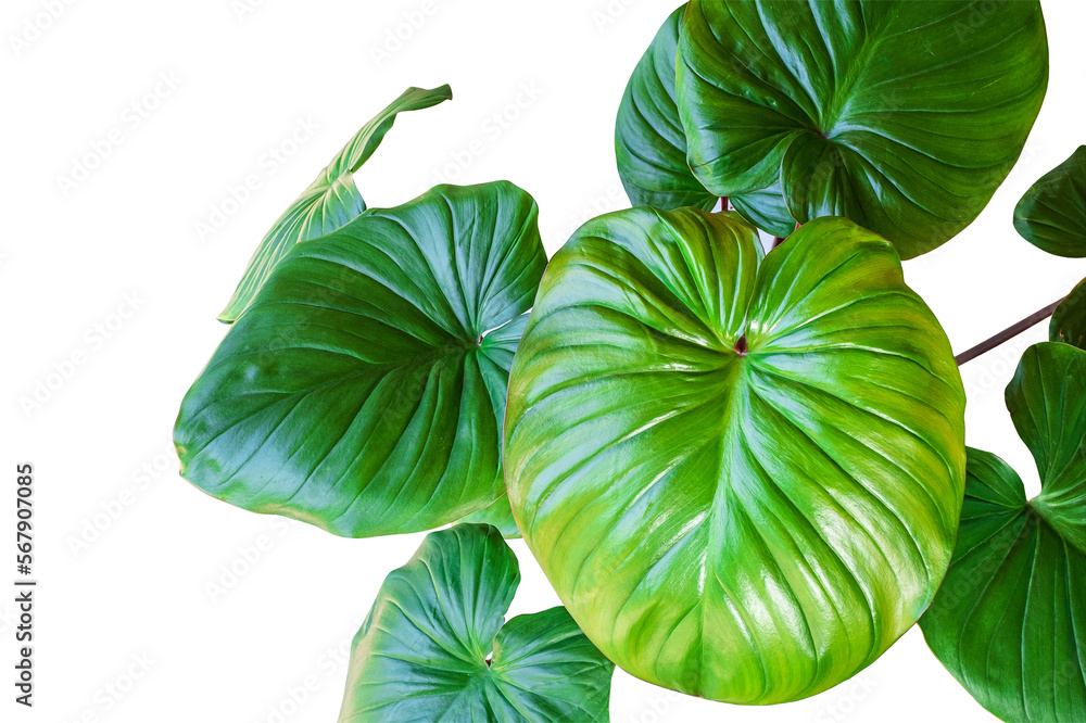 Homalomena rubescens or King of Heart is a herbaceous plant. Round and ...