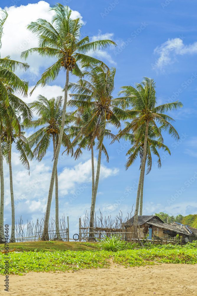 Beautiful green palm trees, blue sky, sunny weather. Coconut palms in ...