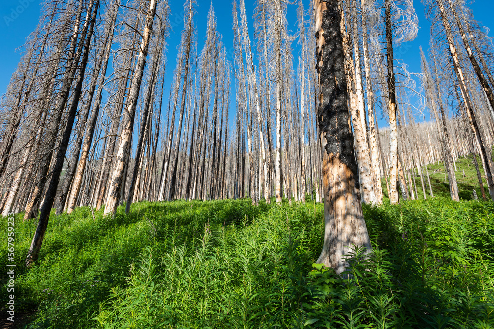 Regrowth after forest fire. Remains of burned forest years after a fire, Cameron Lake trail ...