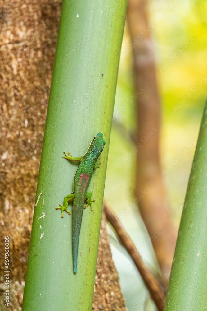 Striped Day Gecko - Phelsuma lineata, beautiful colored gecko endemic ...