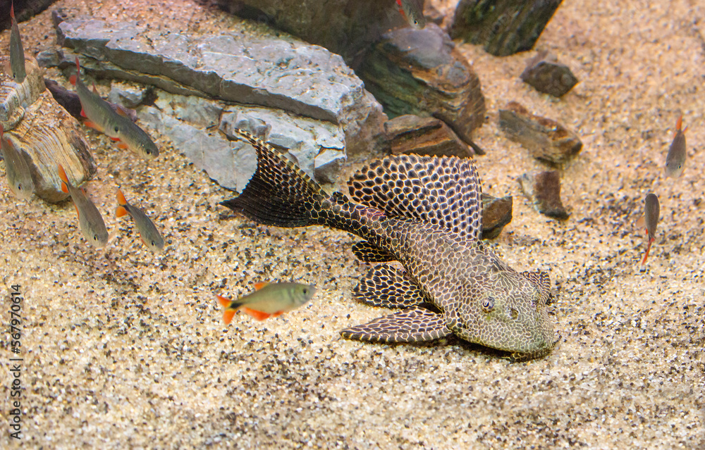 Fish catfish Leopard pleco (Latin Ptrrygoplichthys gibbiceps). The ...