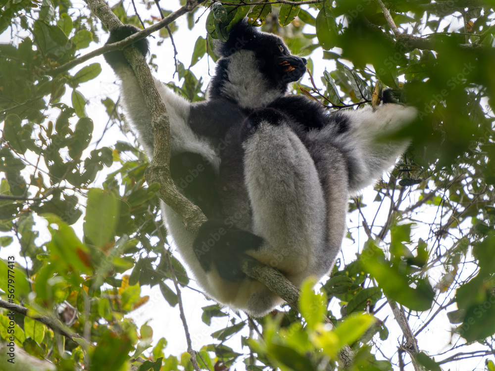 Indri, Indri indri. it sits high in a tree and feeds on leaves ...