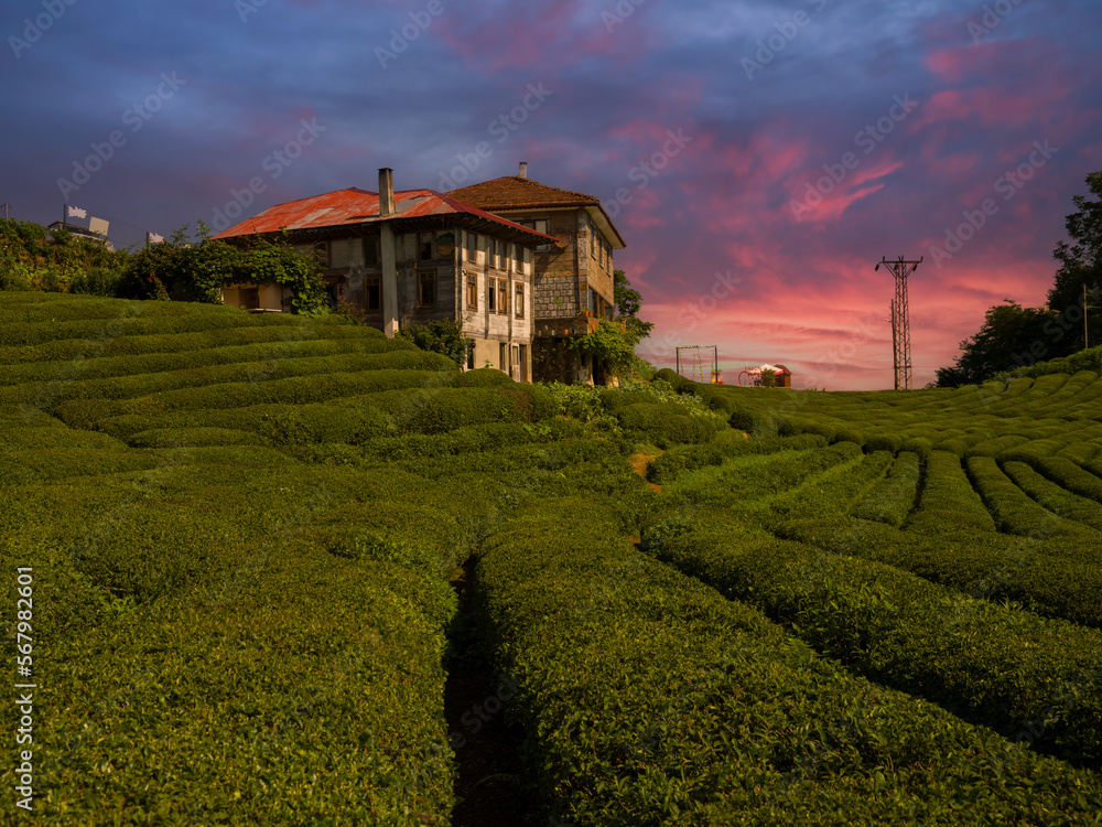 Ceceva village at morning. Famous tea plantations of Rize. The most ...