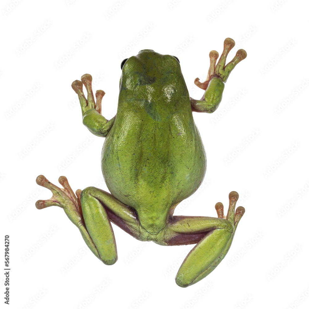 Backside view of jumping Green tree frog aka Ranoidea caerulea ...