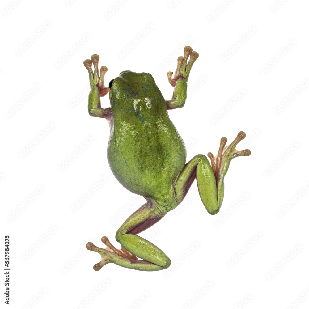 Top view of Green tree frog aka Ranoidea caerulea. Isolated cutout on a ...