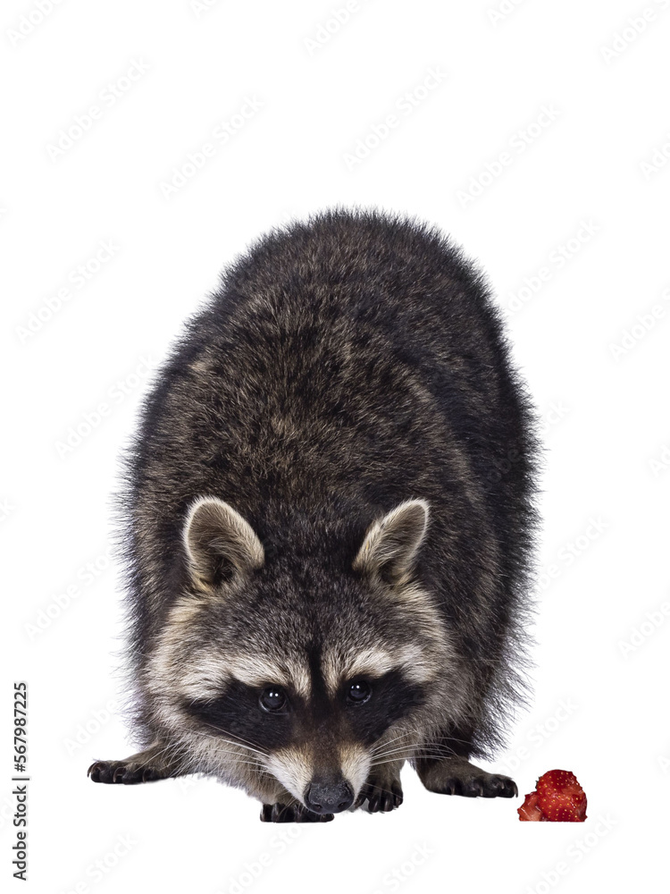 Head shot of cute Raccoon aka procyon lotor, standing facing front ...