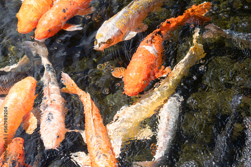 Muchos peces koi de diferentes tamaños y color naranja nadando en un ...