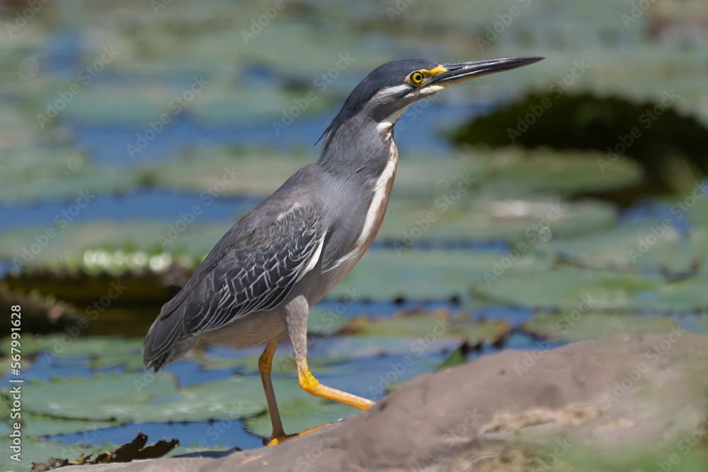 Green-backed heron, striated heron, mangrove heron, little green heron ...