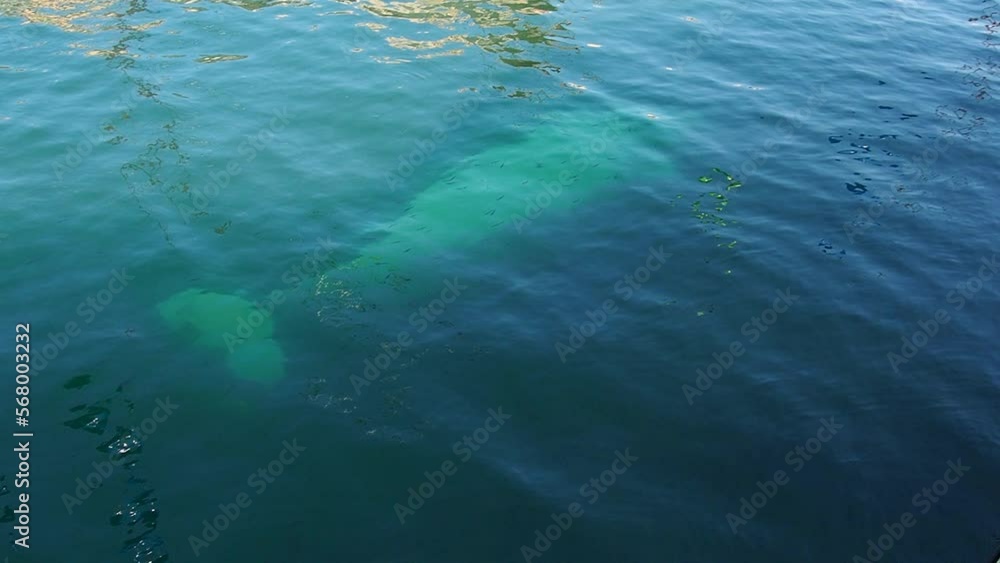 Beluga whale Delphinapterus leucas is a species of toothed whales from ...