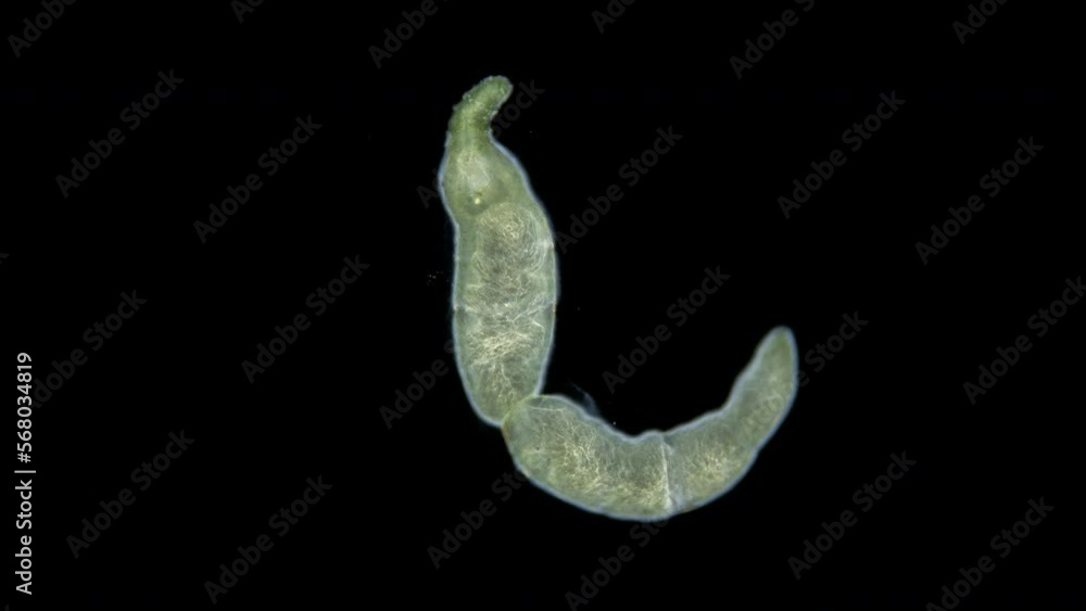 Vidéo Stock Worm family Microstomidae under microscope, possibly ...